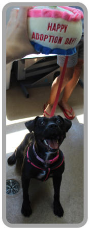 Cedar Bend Humane Society | Adopt A Dog, Cat, Or Pocket Pet